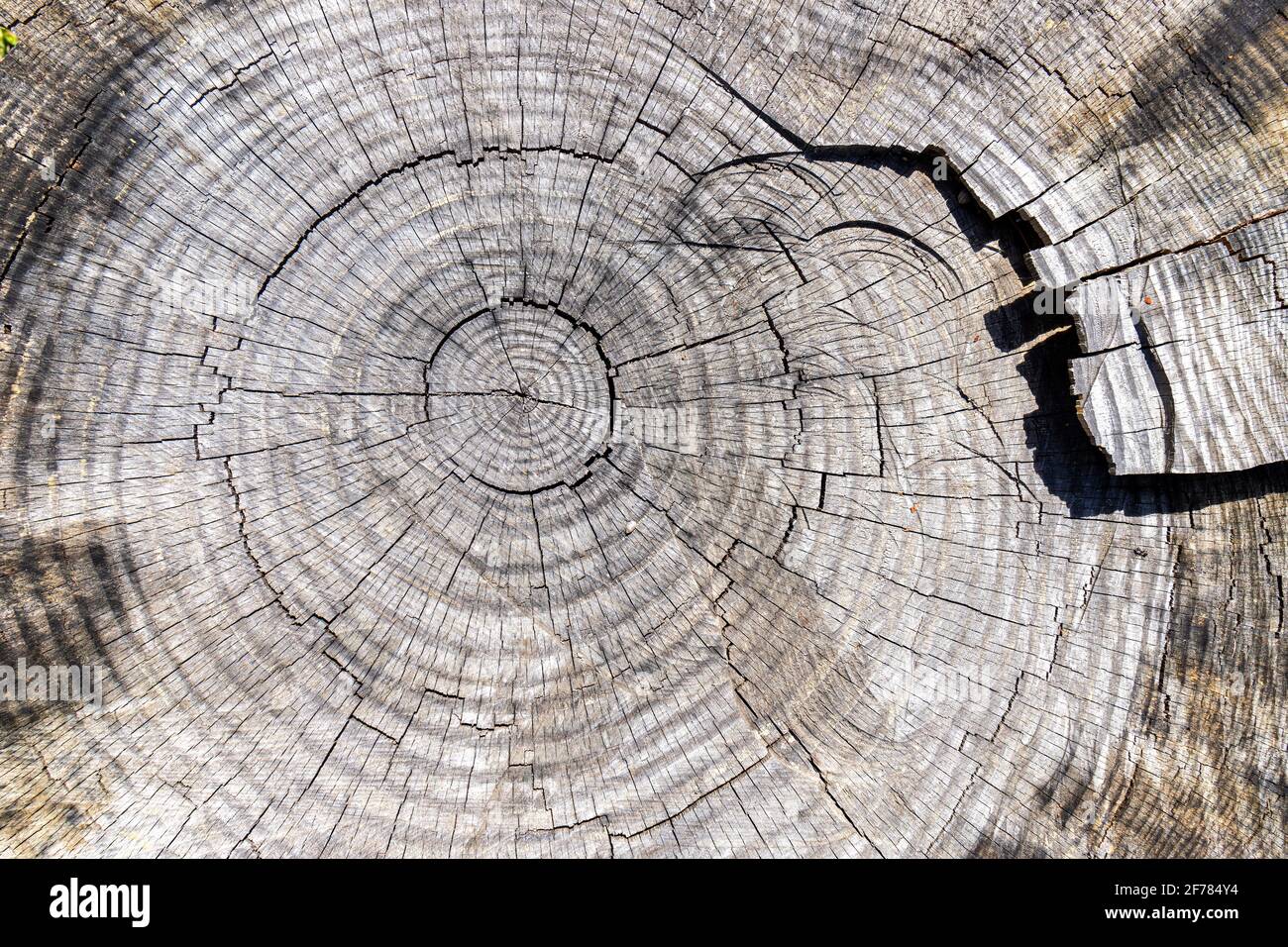 Top view of a cut tree trunk. The signs of aging between the rays and ...