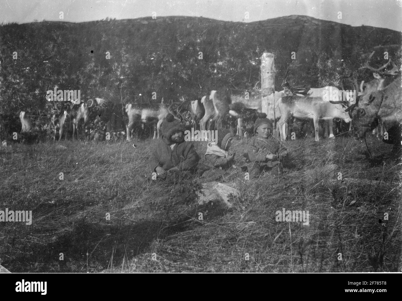 Sjangeli copper grapes in Lapland. Three small same children at ...
