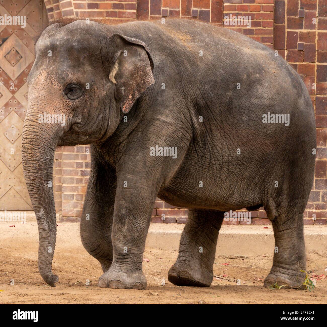 Large Animal Enclosure Zoo High Resolution Stock Photography and Images ...