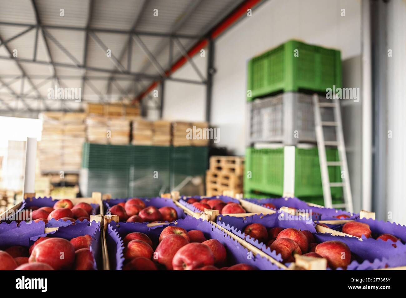 Apples in crates ready for shipping. Cold storage interior Stock Photo ...