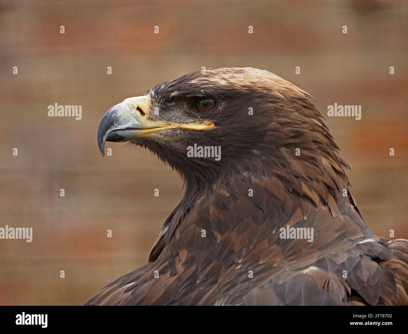 profile portrait of imperious captive Steppe Eagle (Aquila nipalensis ...