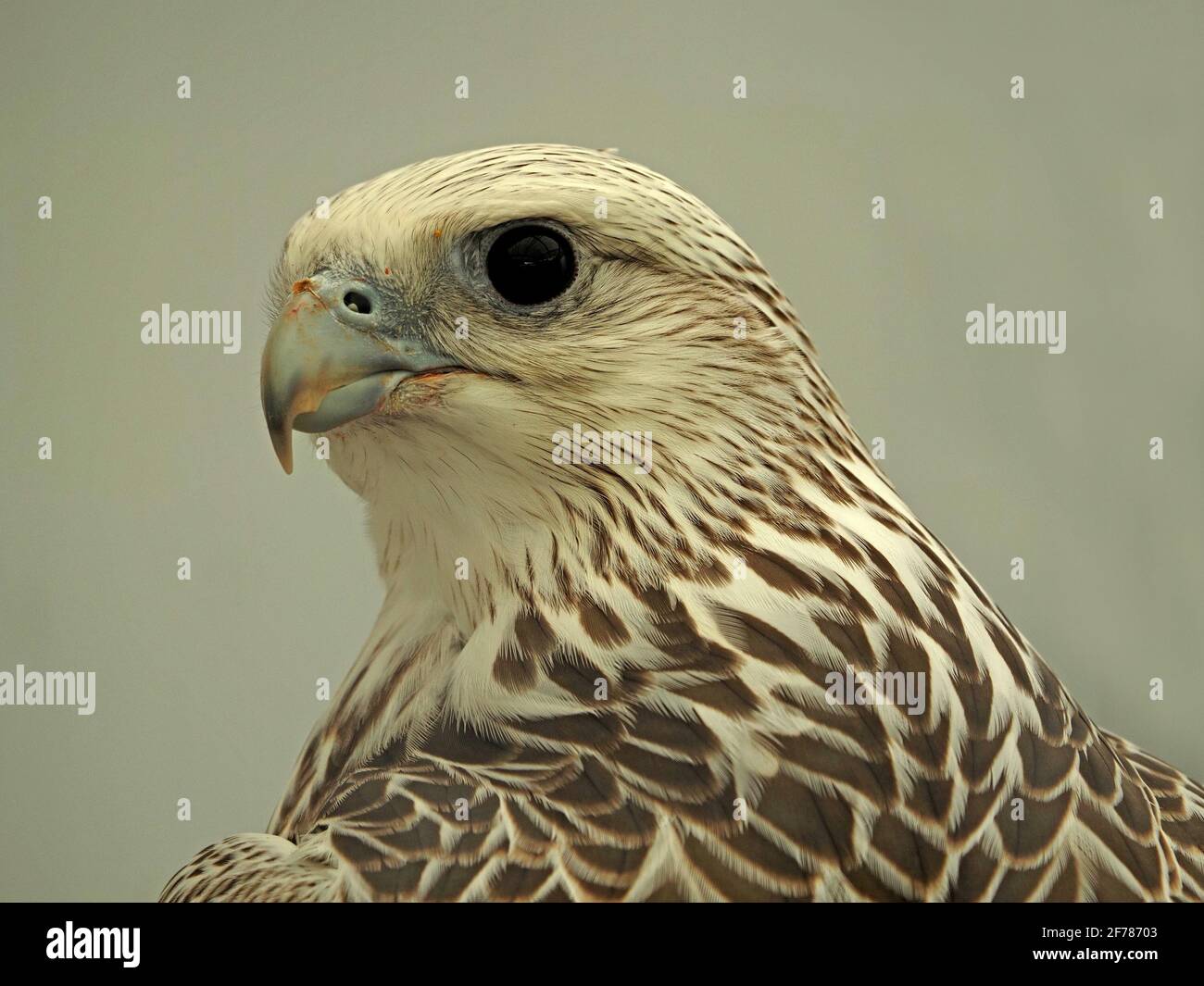 Gyrfalcon falco rusticolus captive hi-res stock photography and images ...