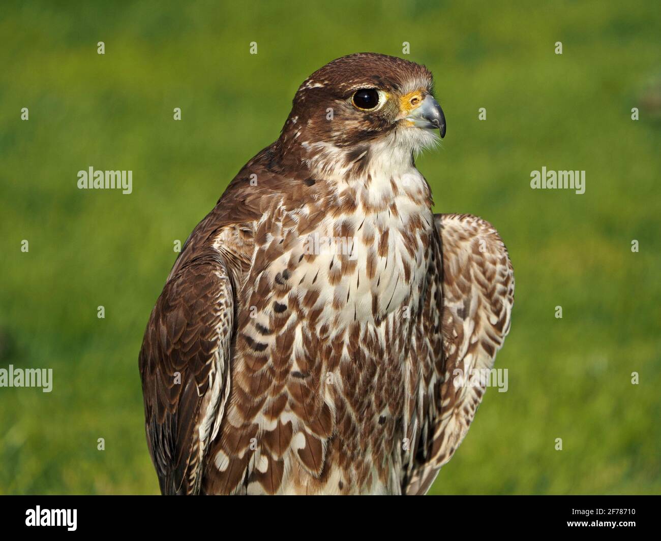 Peregrine falcon stoop hi-res stock photography and images - Alamy