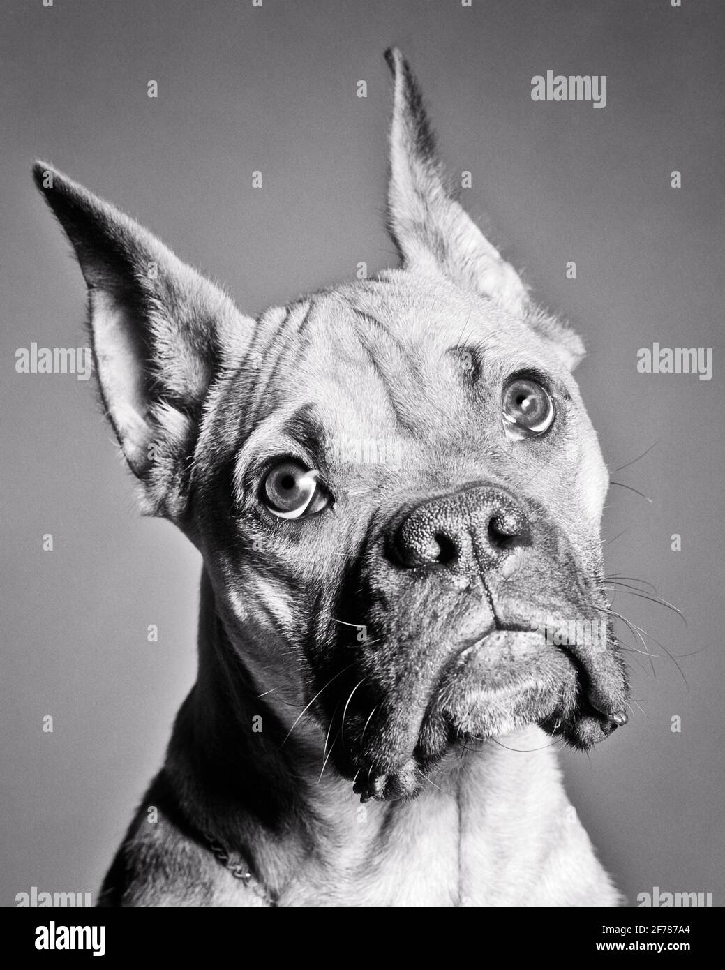 Confused Expression Dog