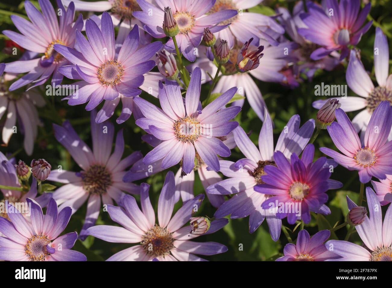 Cineraria flower hi-res stock photography and images - Alamy