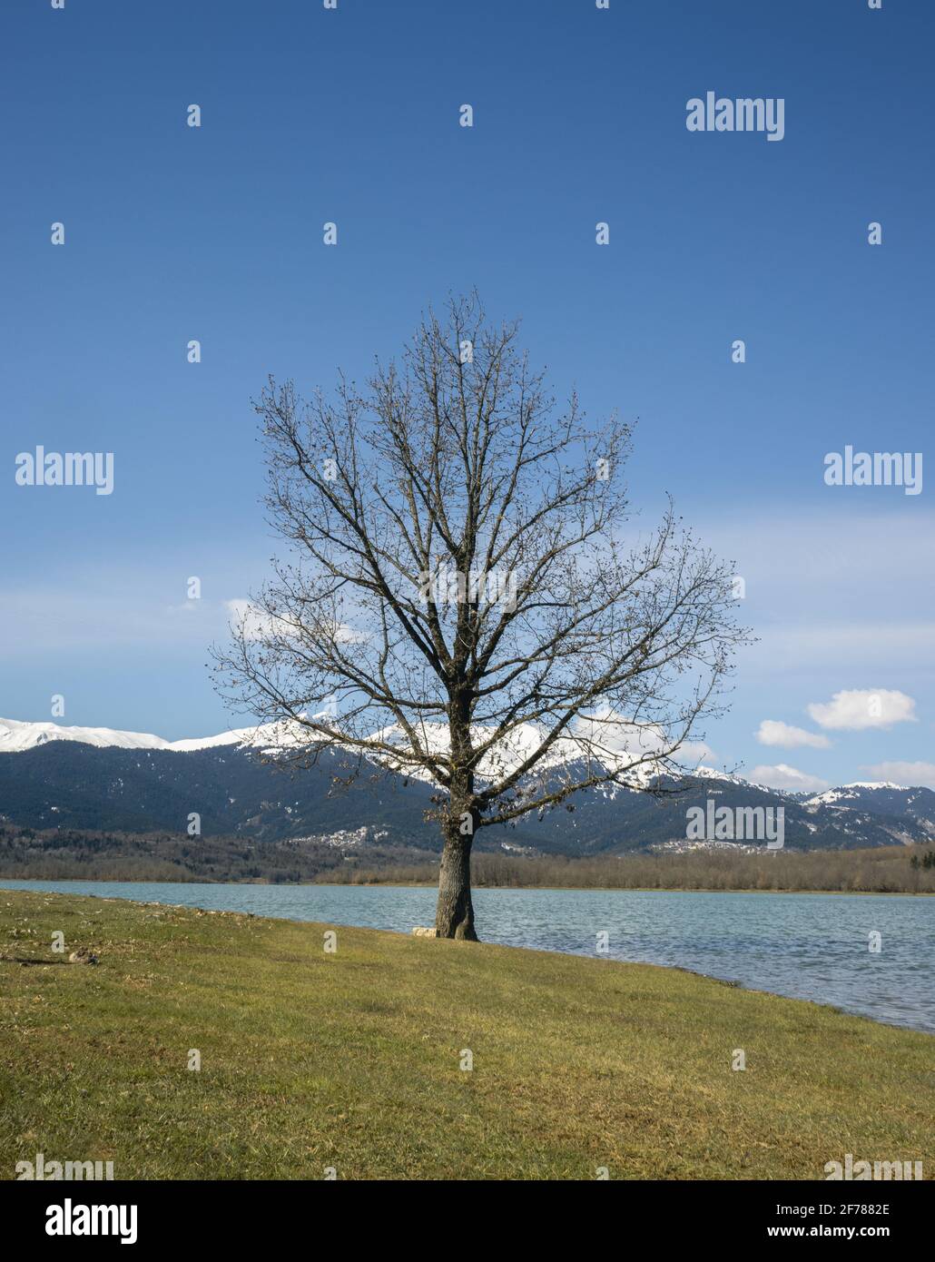 Tree at Plastira's Lake Stock Photo - Alamy