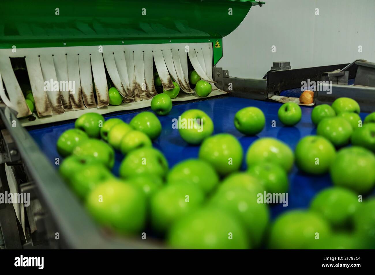 Green delicious apples on packing line at fruit warehouse. Food ...