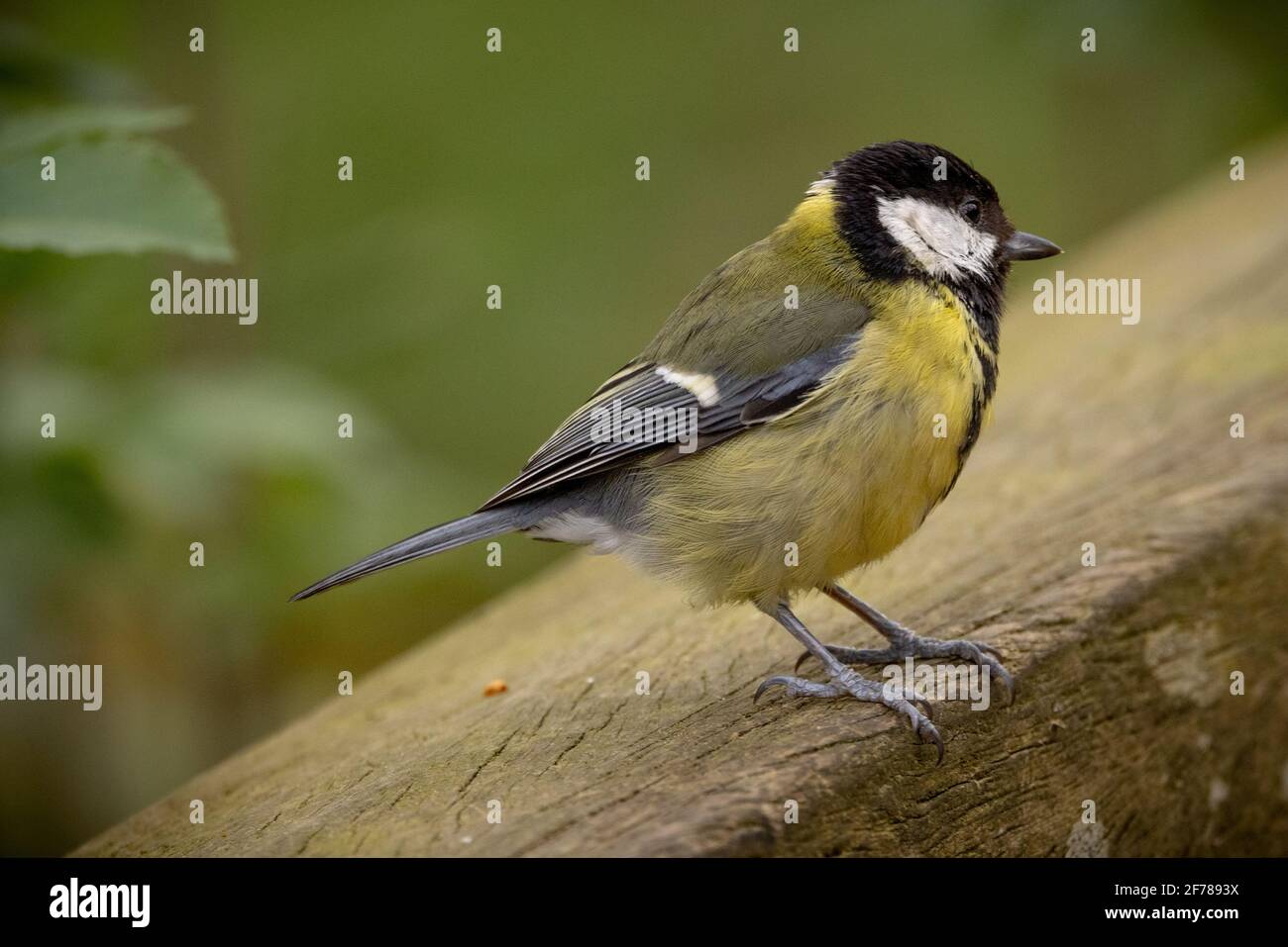 English garden birds hi-res stock photography and images - Alamy