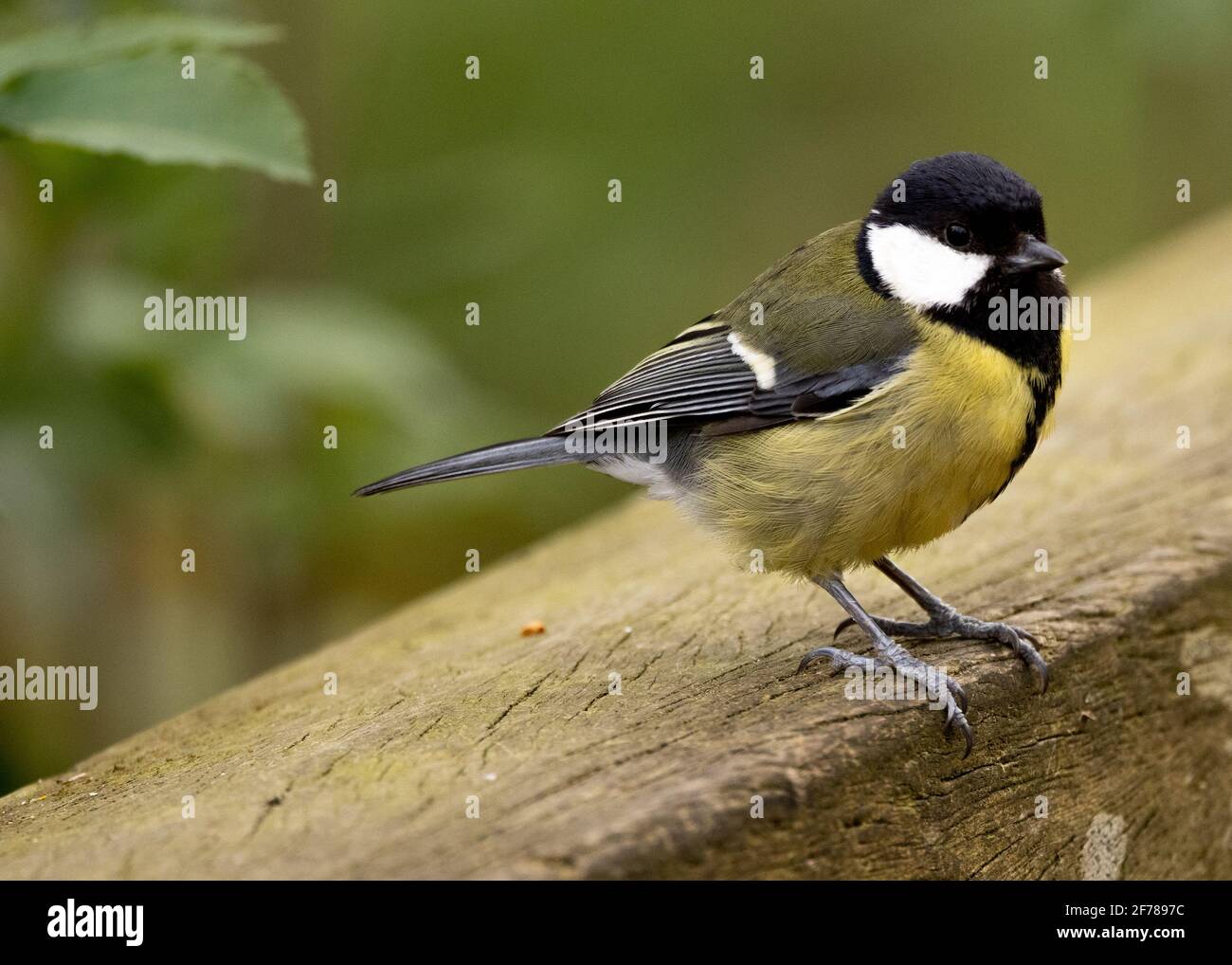English garden birds hi-res stock photography and images - Alamy