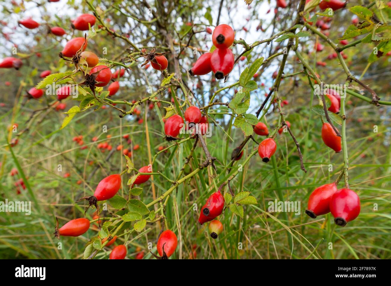 Rose Hip Bush High Resolution Stock Photography and Images - Alamy