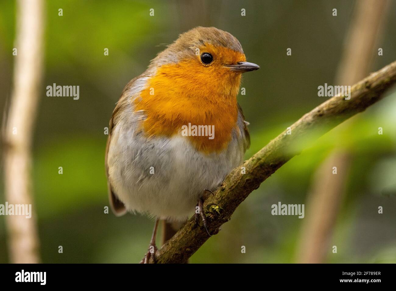 English garden birds hi-res stock photography and images - Alamy