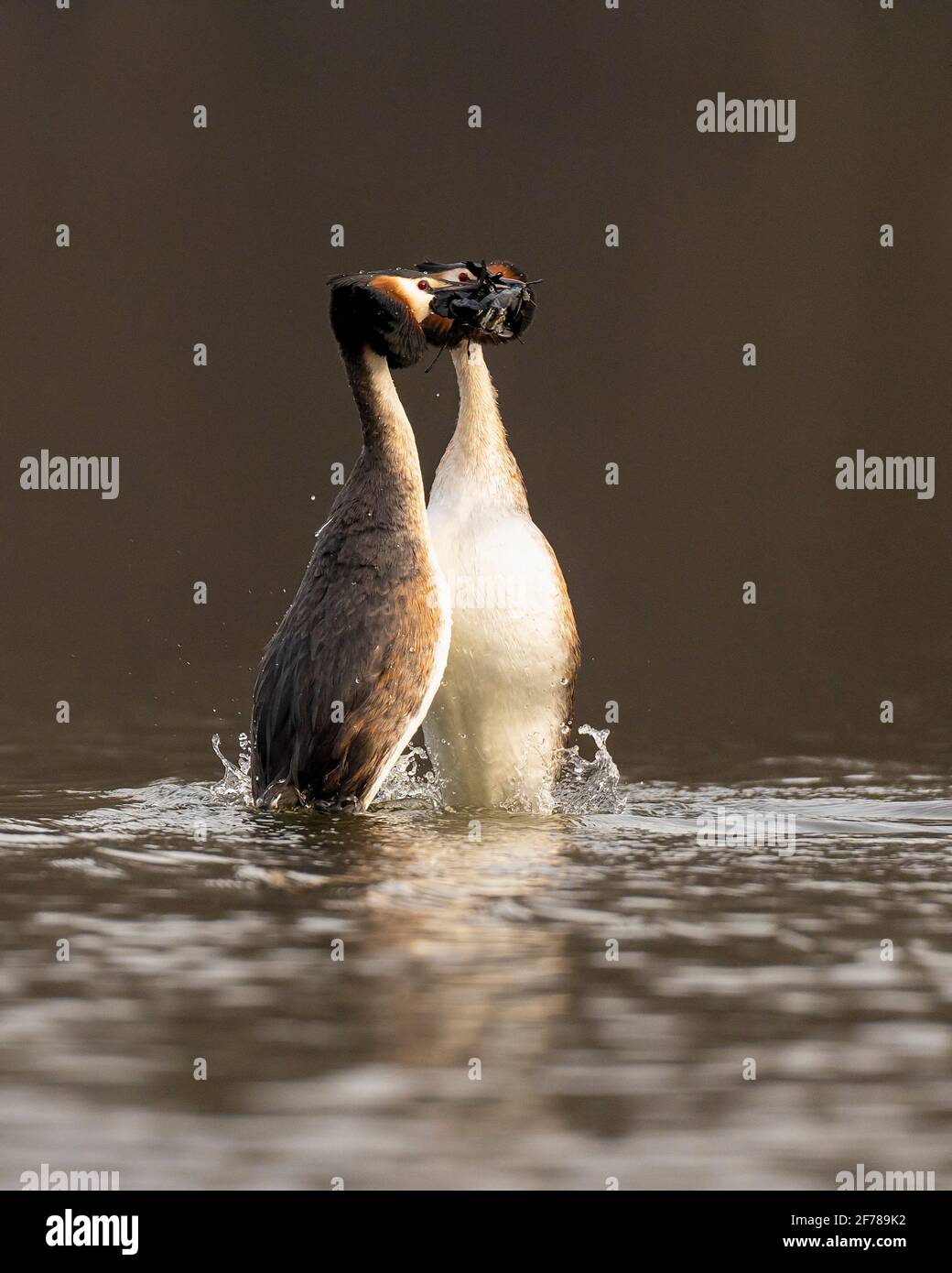 Great crested grebes (Podiceps cristatus) pair performing part of the ...