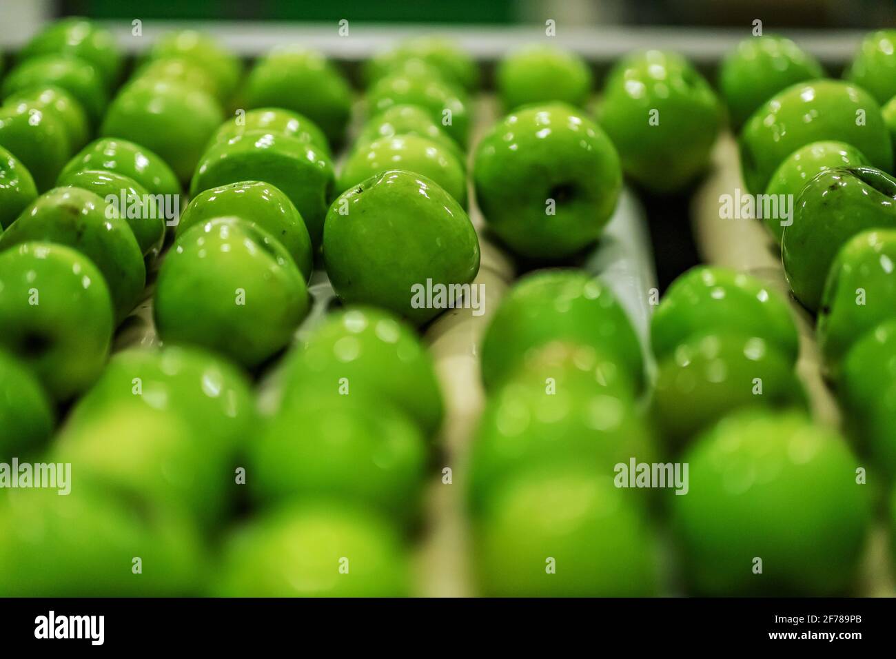 Apple packing workers hi-res stock photography and images - Alamy