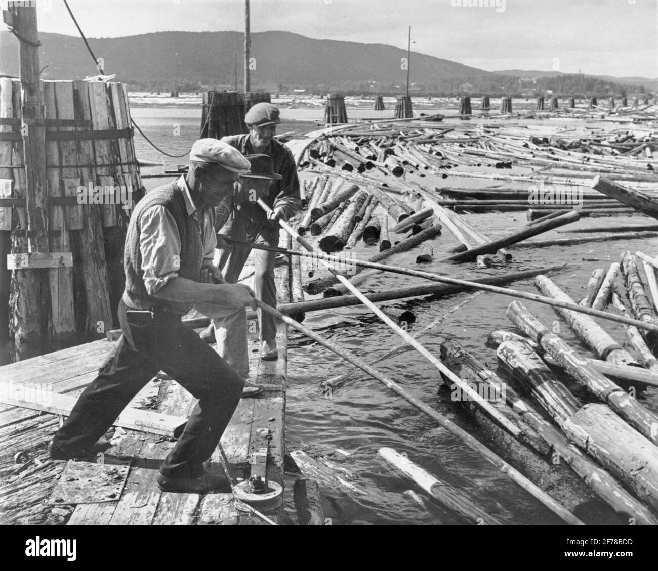 The timber is entered into the sorting plant at Sandlån Stock Photo - Alamy