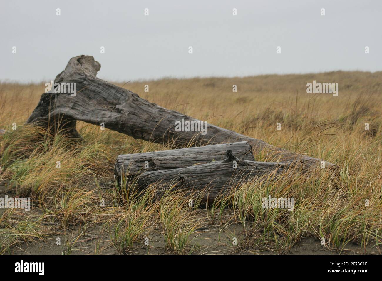 Dead tree fallen over in the tall grass near the ocean on a wet rainy ...