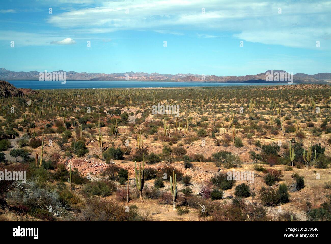 Ensenada blanca hi-res stock photography and images - Alamy