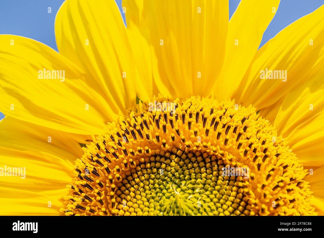 Bright yellow head sunflower hi-res stock photography and images - Alamy