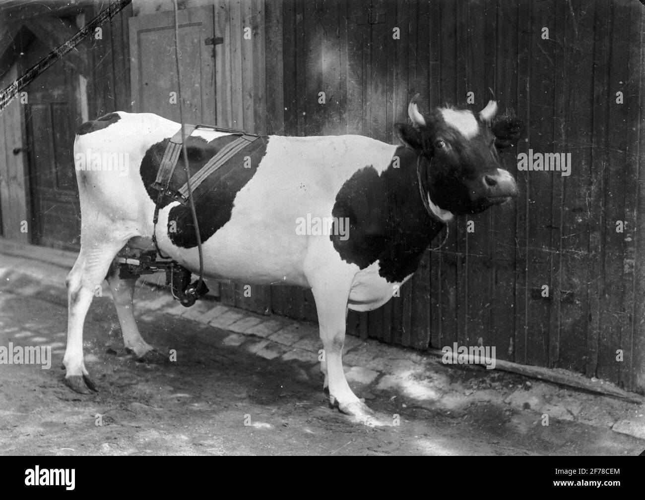 The milking machine lactator on cow Stock Photo - Alamy