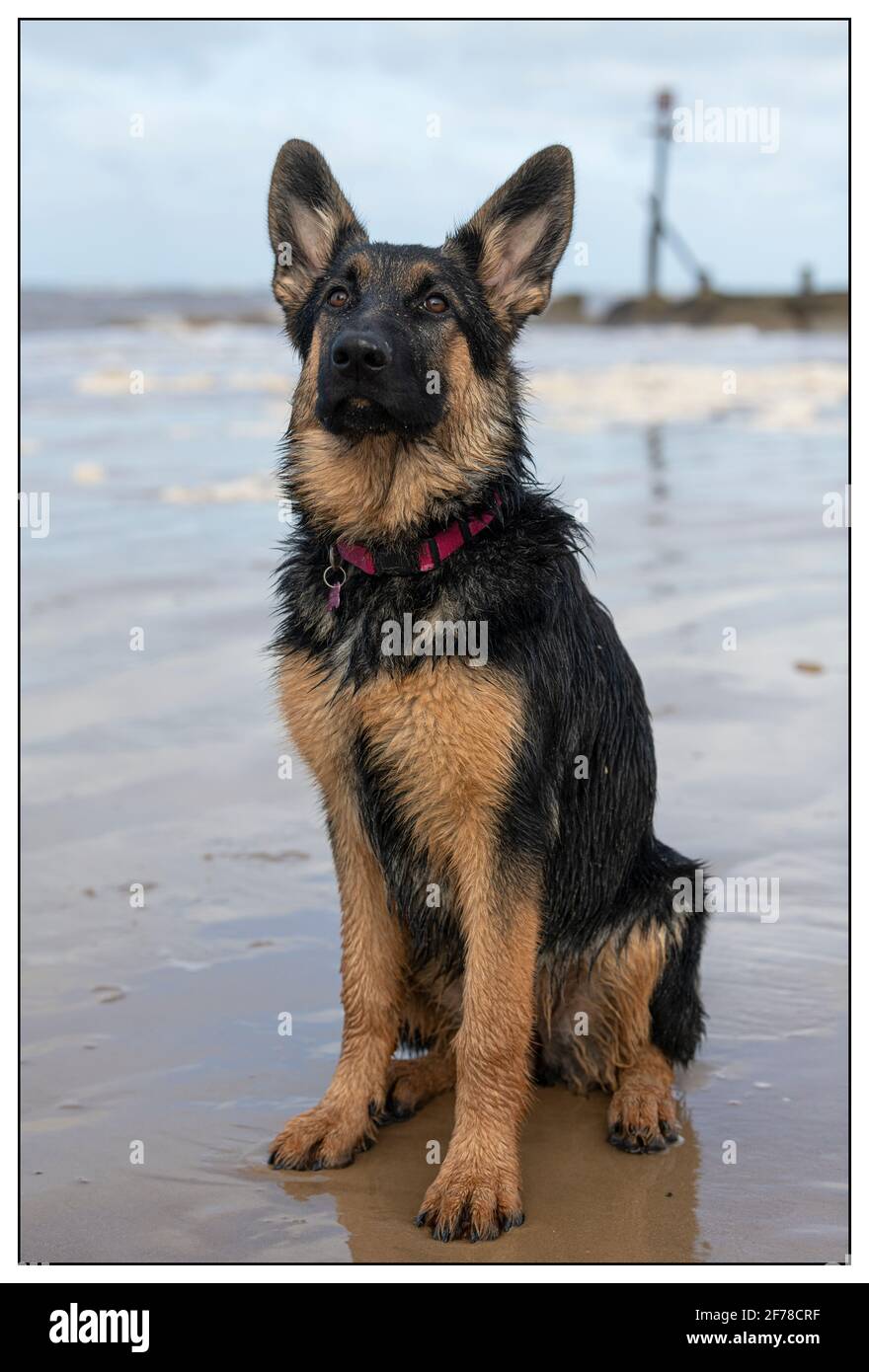 German Shepherd on the beach Stock Photo - Alamy