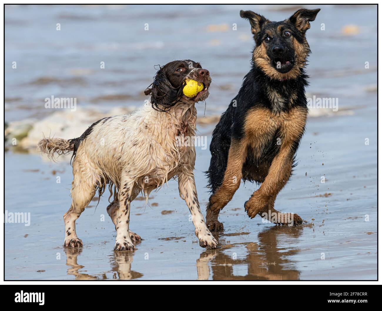 German Shepherd on the beach Stock Photo - Alamy