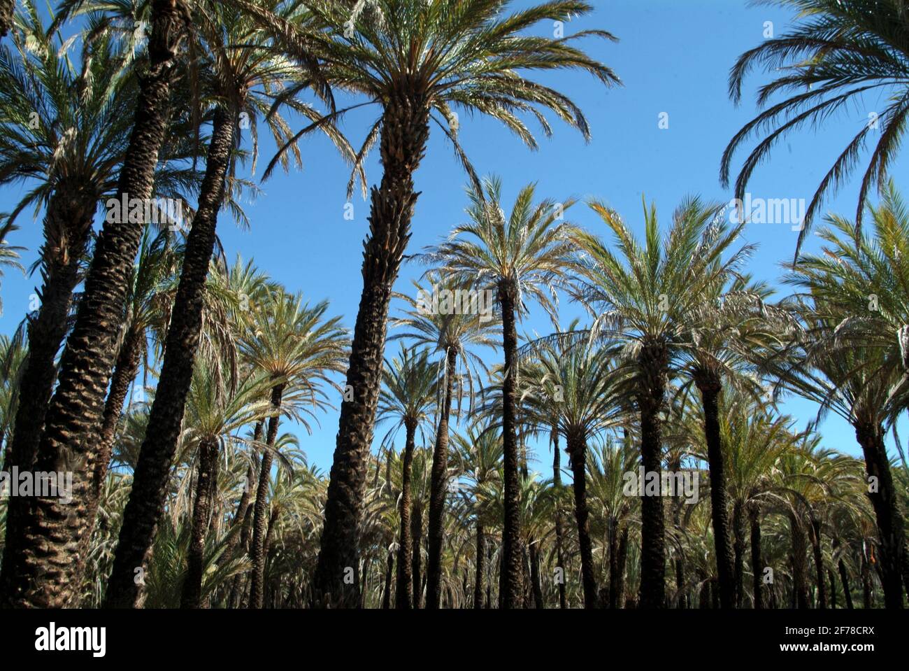 Mexico date hi-res stock photography and images - Alamy