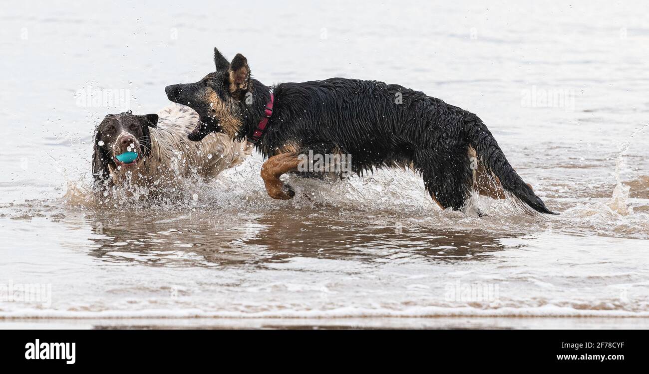 German Shepherd on the beach Stock Photo - Alamy