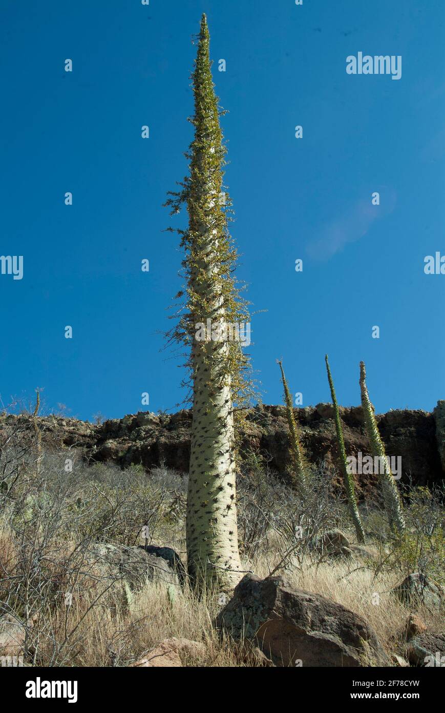 Boojum cactus hi-res stock photography and images - Alamy