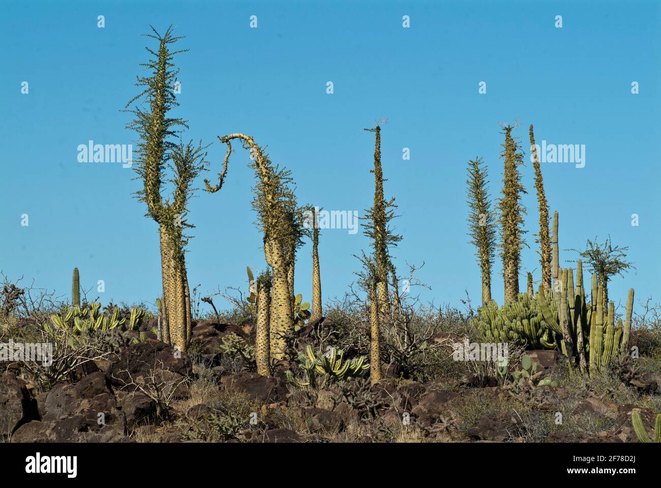 Boojum cactus hi-res stock photography and images - Alamy