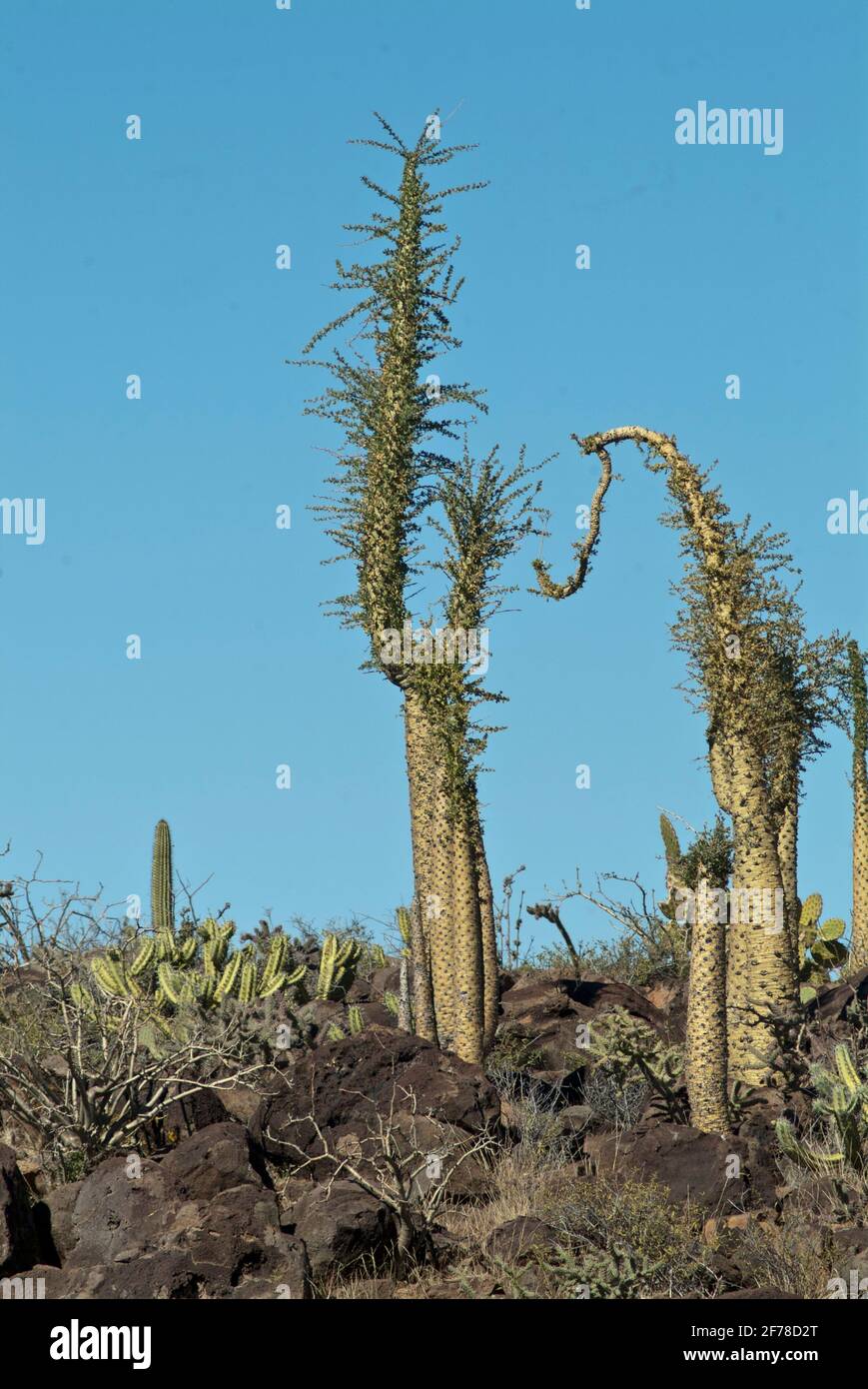 Boojum cactus hi-res stock photography and images - Alamy