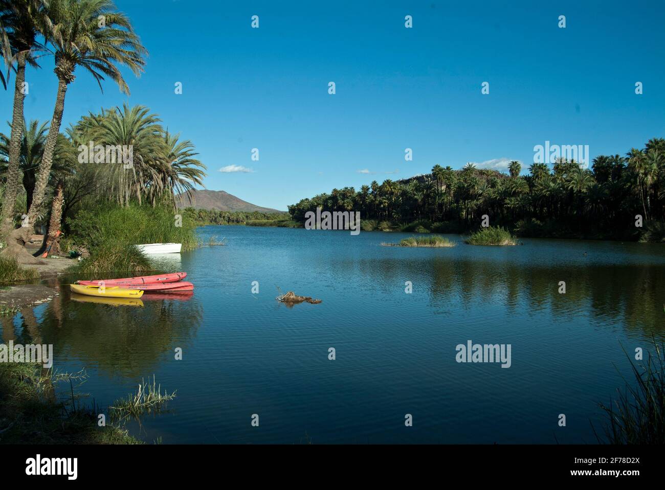 San Ignacio oasis, Baja California Stock Photo - Alamy