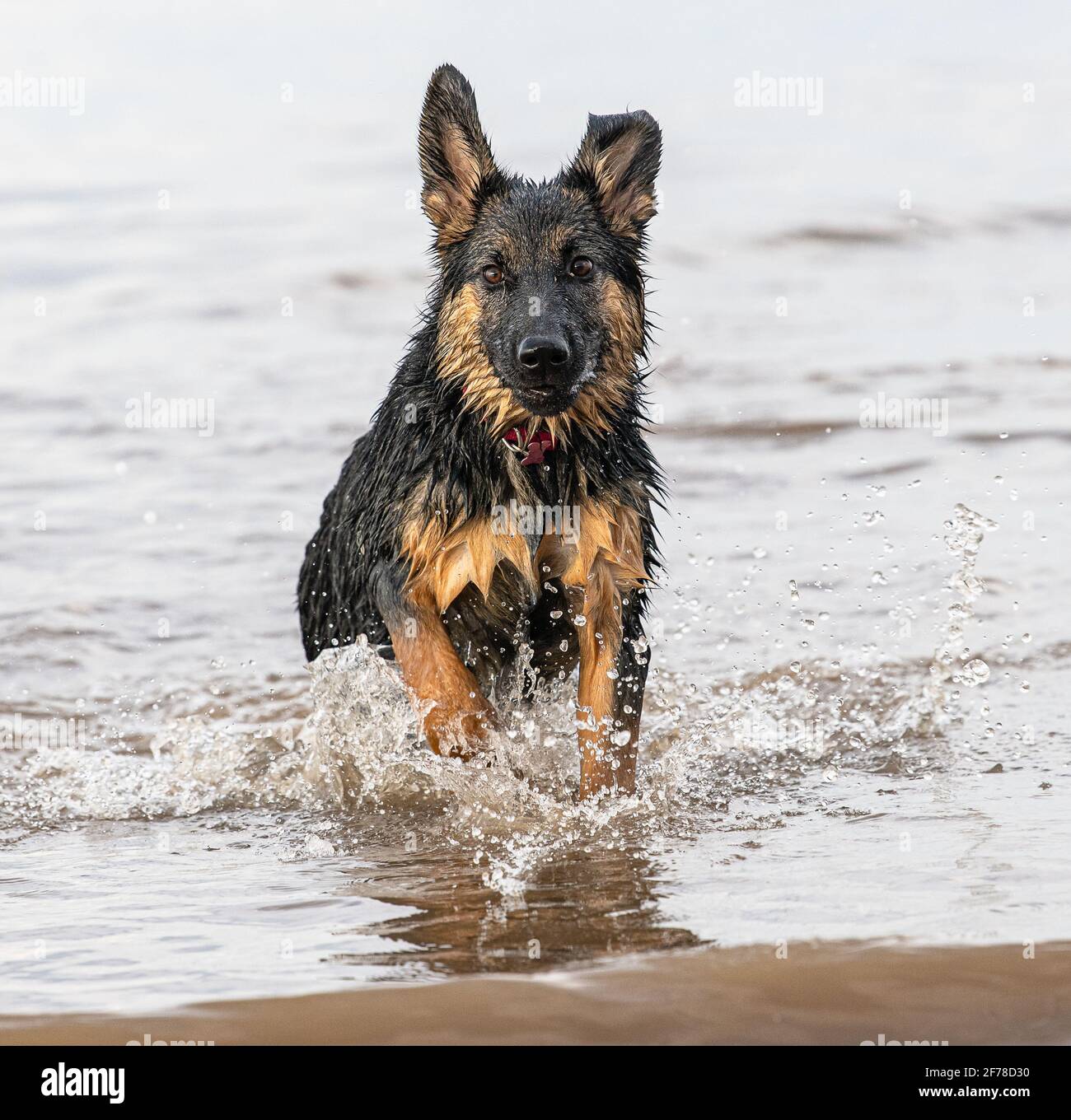 German Shepherd on the beach Stock Photo - Alamy