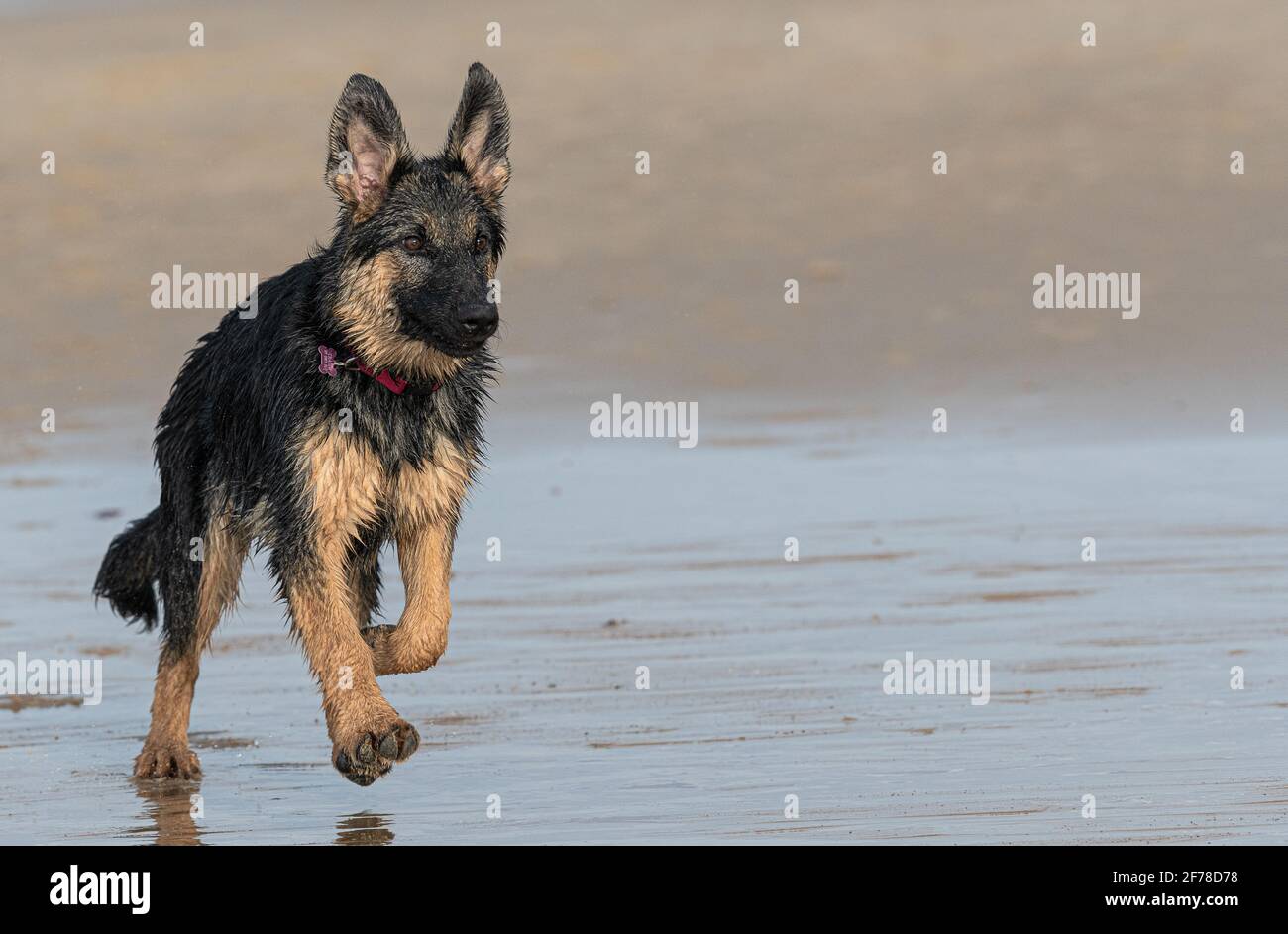 German Shepherd on the beach Stock Photo - Alamy