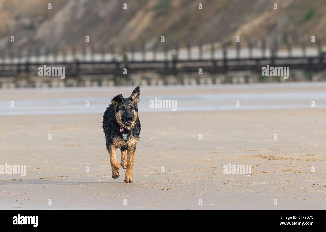 German Shepherd on the beach Stock Photo - Alamy