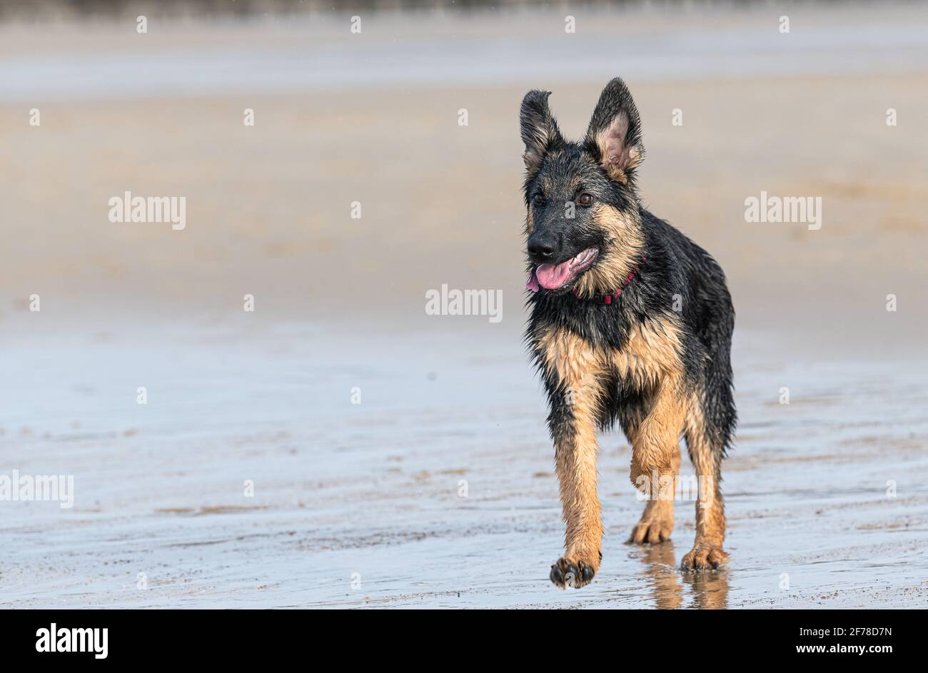 German sheperd on beach hi-res stock photography and images - Alamy