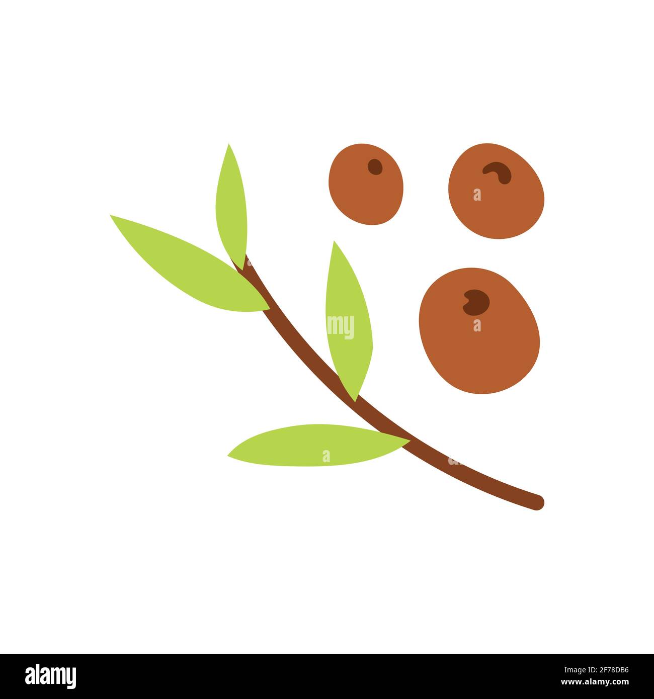Pimento plant Stock Vector Images - Alamy