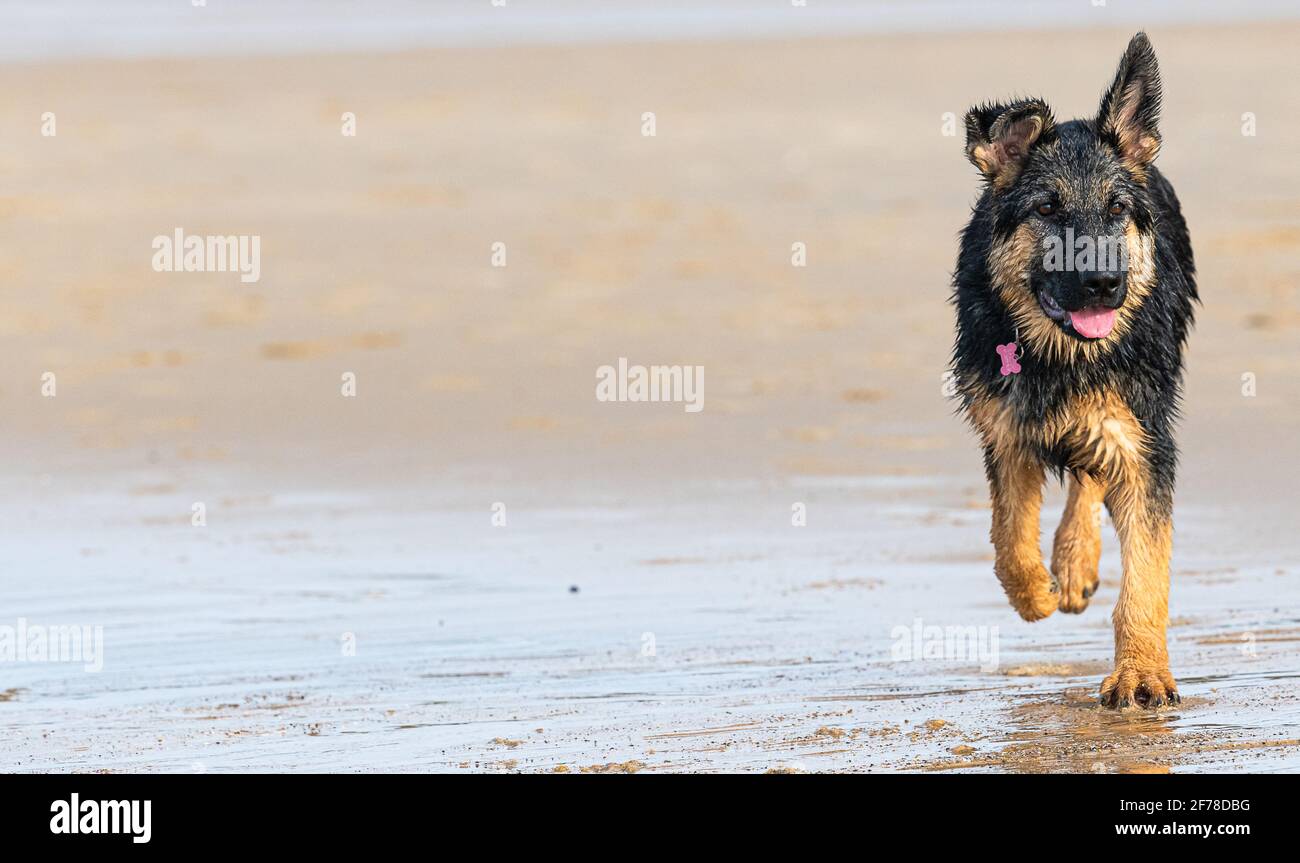 German Shepherd on the beach Stock Photo - Alamy