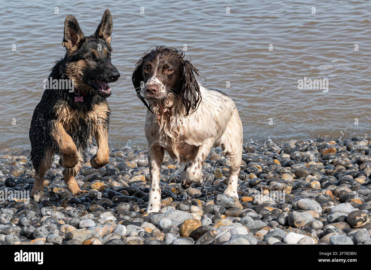 German Shepherd on the beach Stock Photo - Alamy
