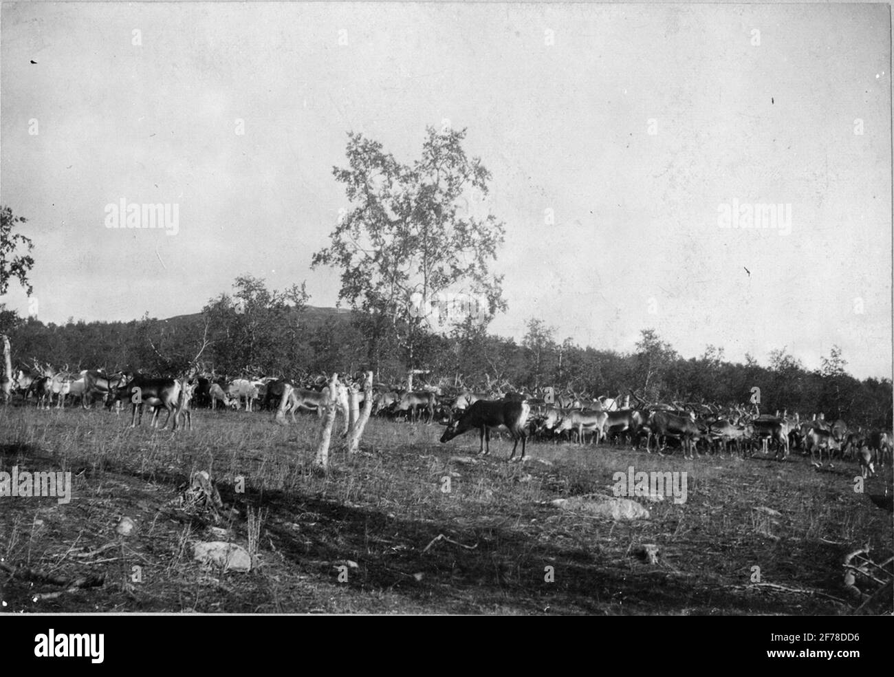 Sami people reindeer historical hi-res stock photography and images - Alamy
