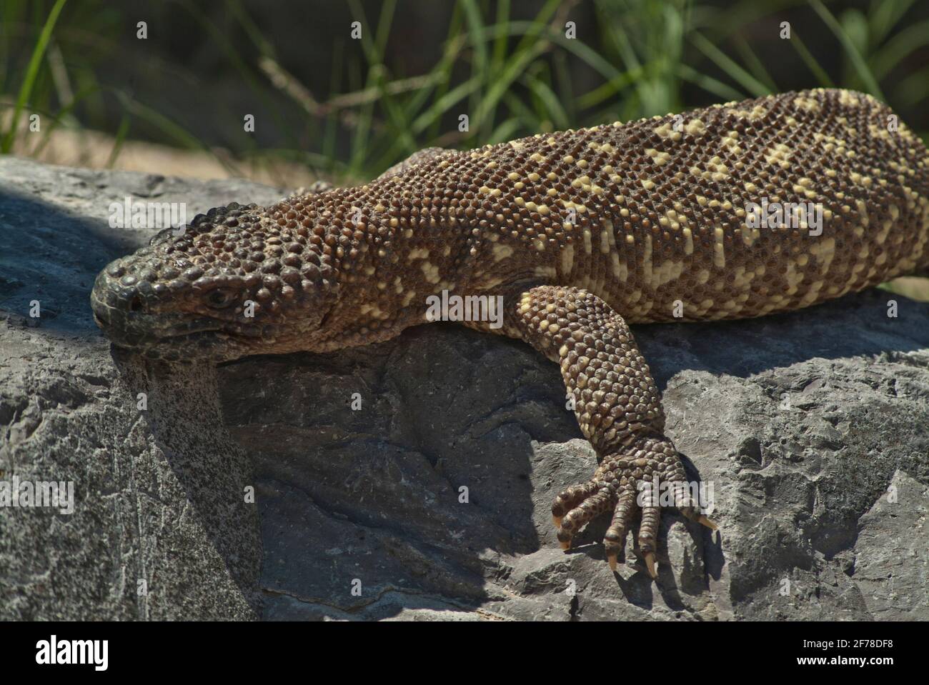 Mexican beaded lizard Stock Photo - Alamy