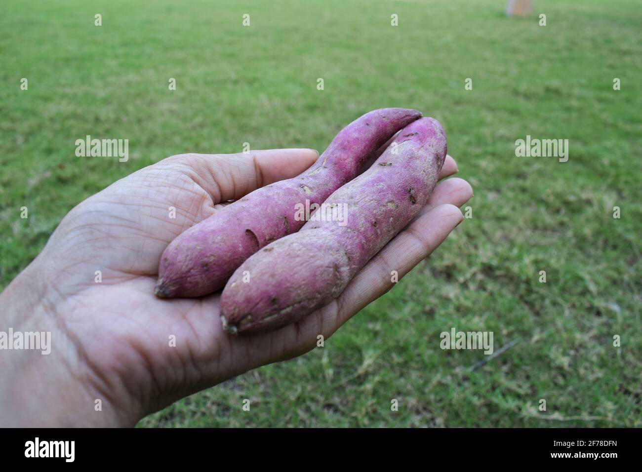 Female holding sweet potato root vegetable also known as shakarkandi or ...