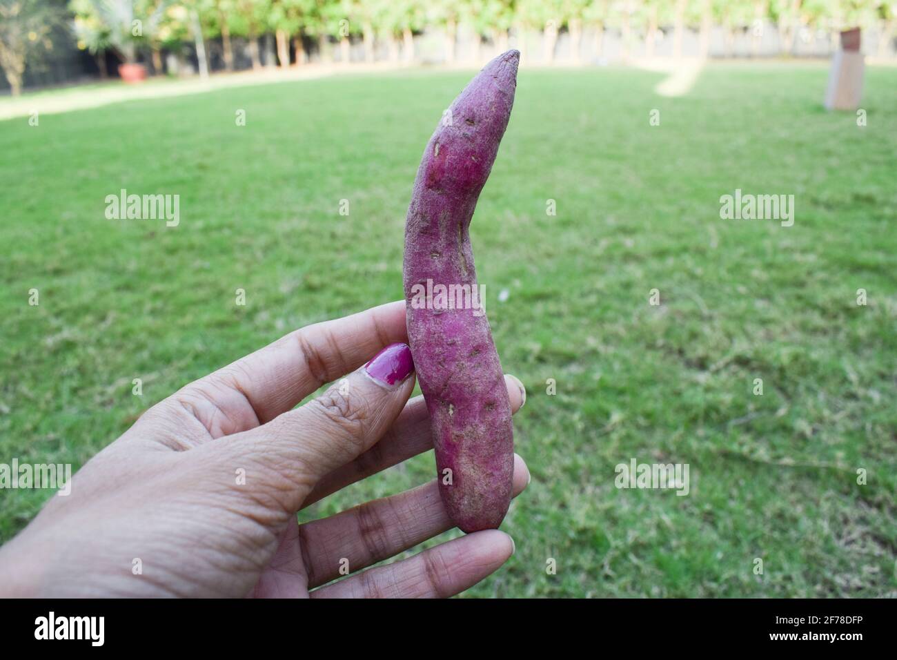 Rataalu hi-res stock photography and images - Alamy