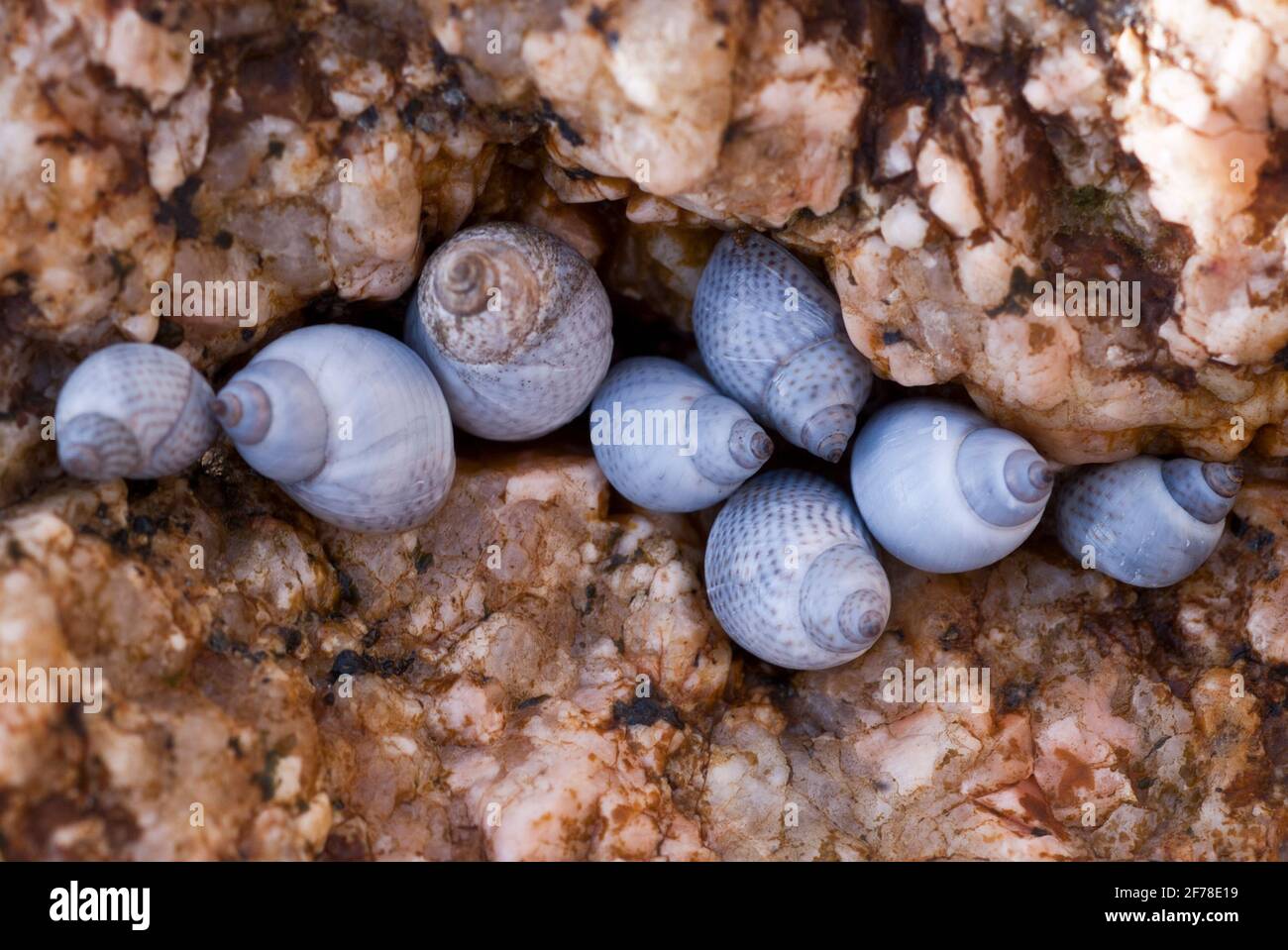 Snails on the rocks Stock Photo - Alamy