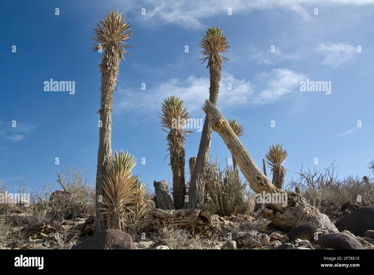 Yucca valida tree yuca Stock Photo - Alamy