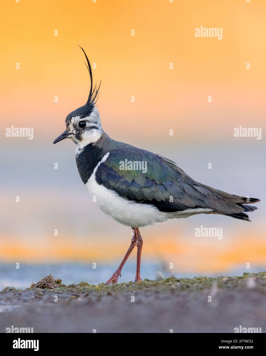 Lapwing female hi-res stock photography and images - Alamy