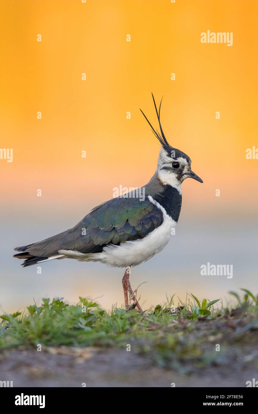 Female northern lapwing vanellus vanellus hi-res stock photography and ...