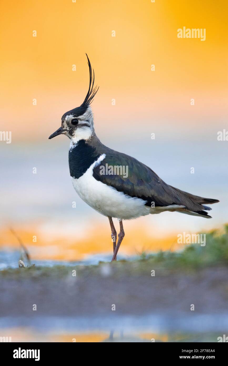Lapwing female hi-res stock photography and images - Alamy