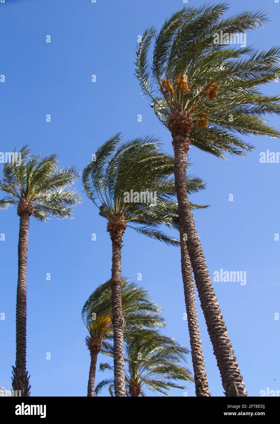 Mexico desert palm hi-res stock photography and images - Alamy