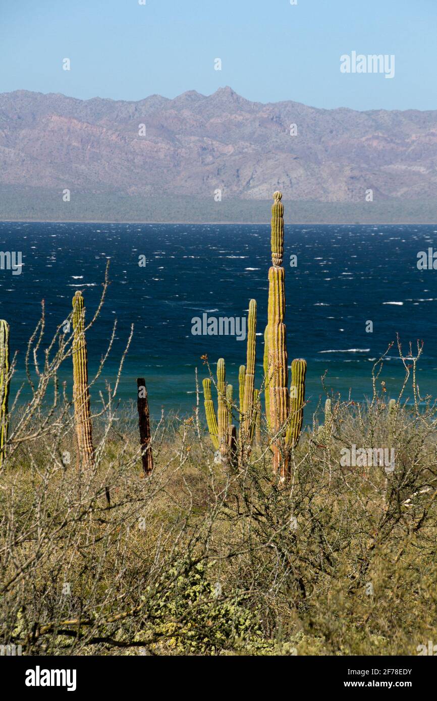 Desert and sea landscape Stock Photo - Alamy
