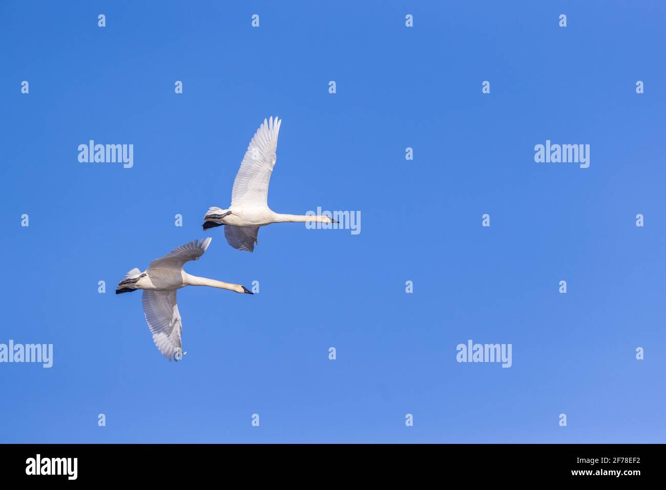 Black Swans Flying In A Flock High Resolution Stock Photography and ...