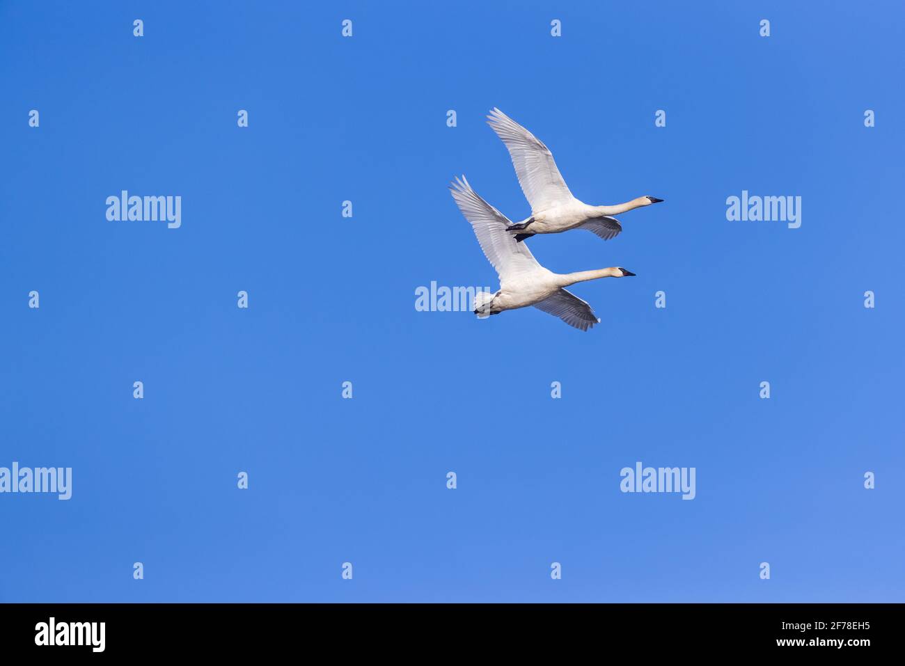 Two trumpeter swans flying over a lake in northern Wisconsin Stock ...